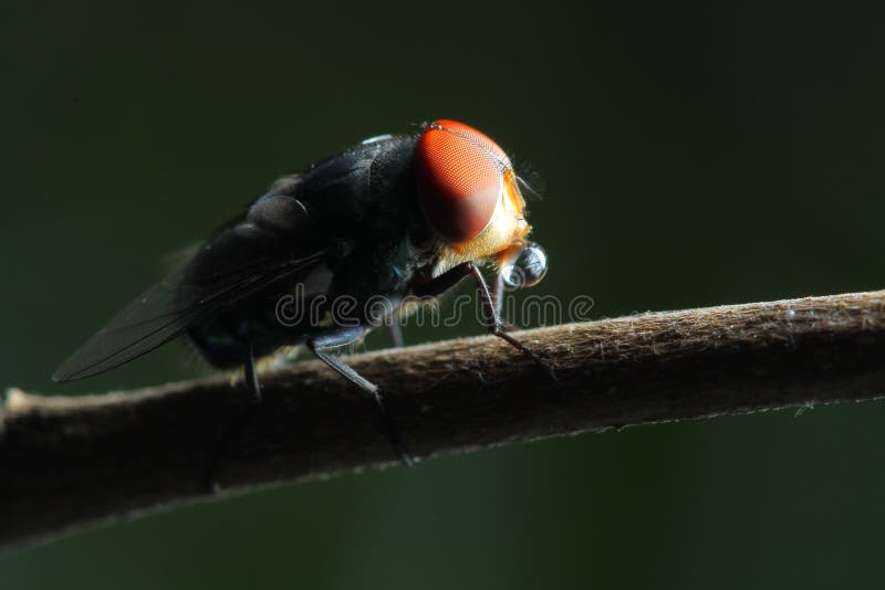 Mosca De La Casa En Asia Sudoriental Imagen de archivo - Imagen de ...