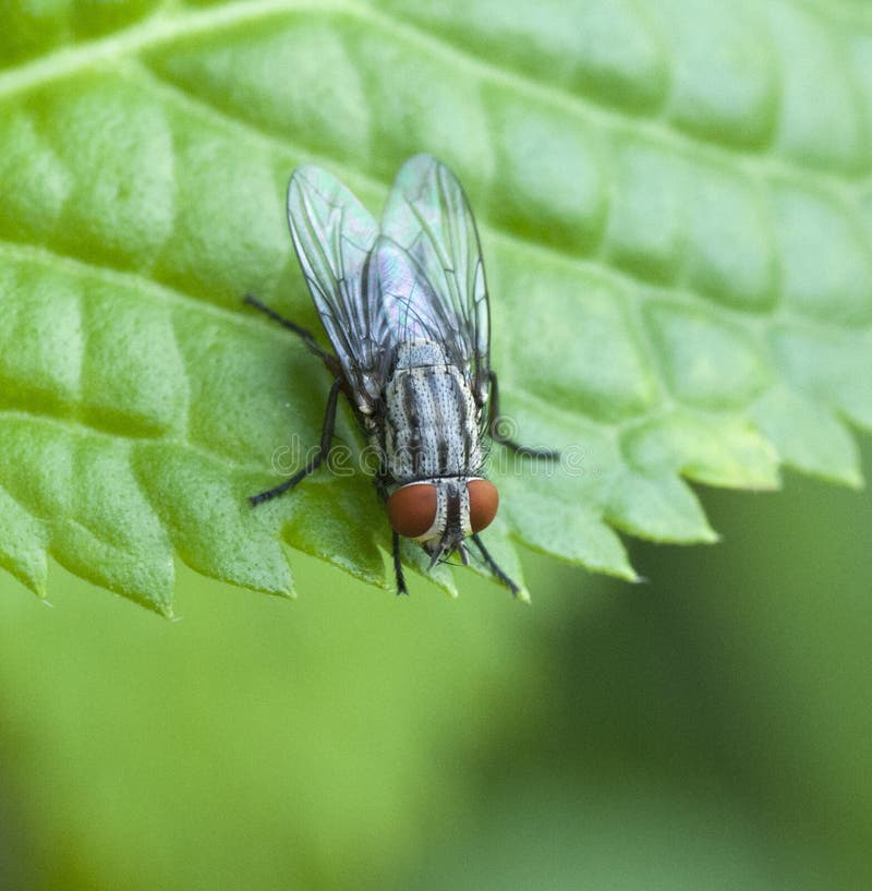 Mosca De La Casa En La Hoja Verde Imagen de archivo - Imagen de gris ...