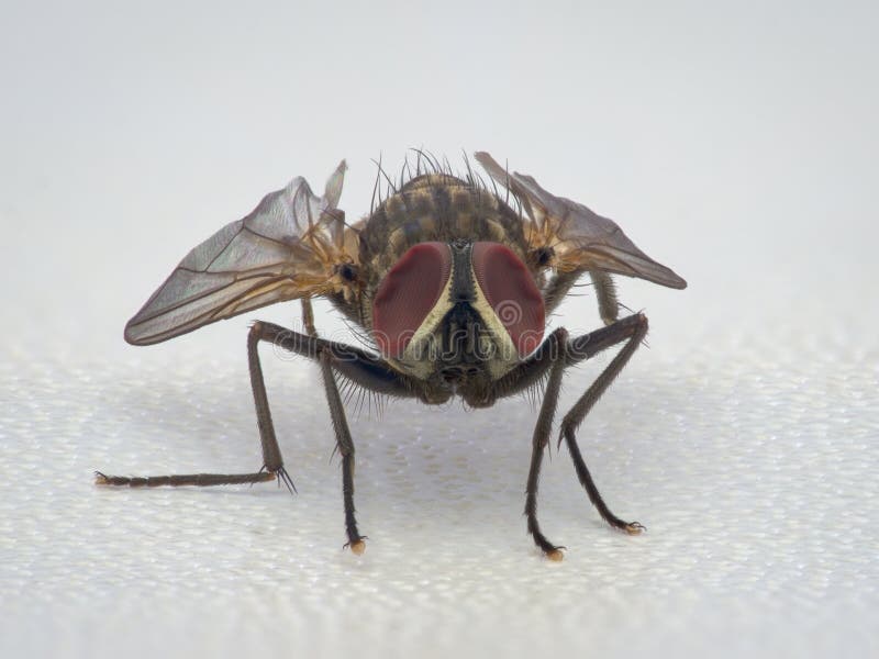 Mosca De La Casa Muerta Desde La Vista Frontal Imagen de archivo ...