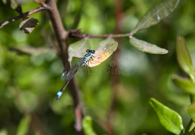 Mosca De La Damisela En Descanso Imagen de archivo - Imagen de ...