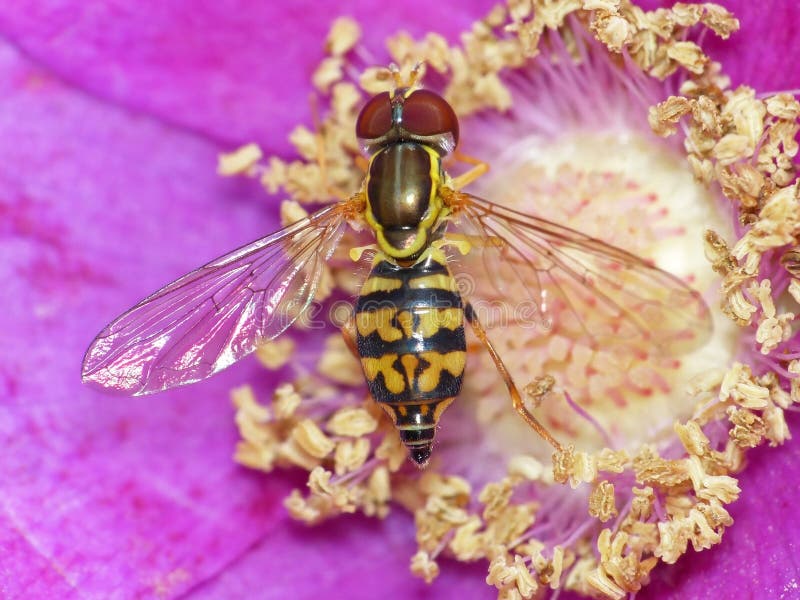 Mosca De La Flor En Una Rose Salvaje (topview) Foto de archivo - Imagen ...