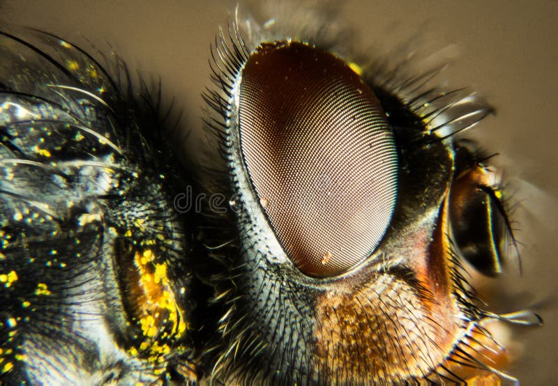 Mosca De La Moscarda, Bottlebee, Vomitoria Del Calliphora Foto de ...