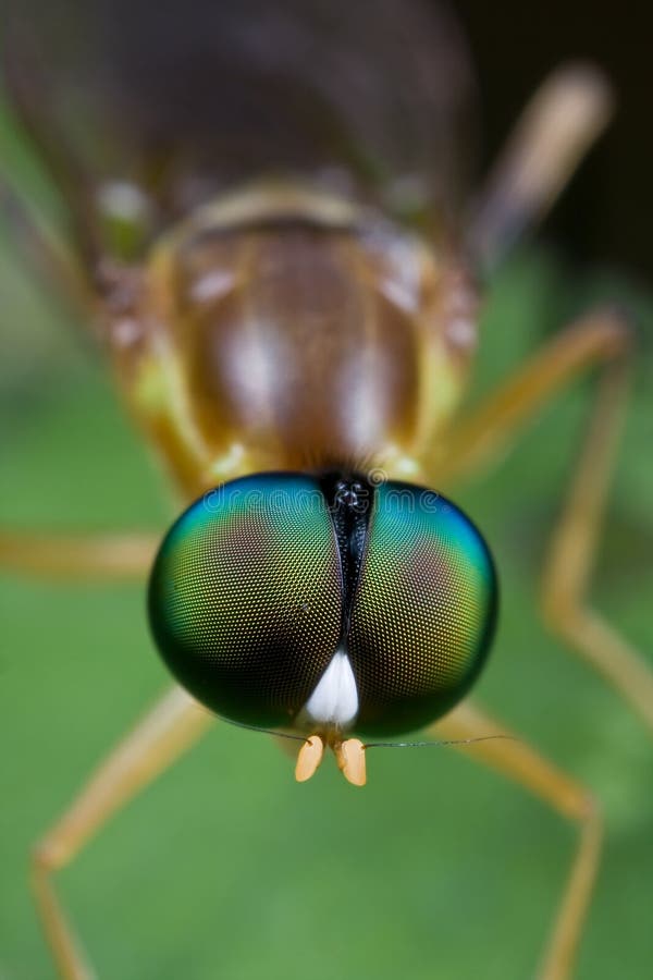 Mosca De Ojos Verdes Del Soldado Foto de archivo - Imagen de cubo ...