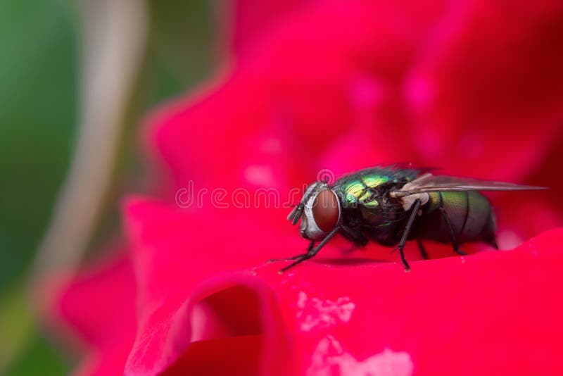Mosca Del Primo Piano Sulla Rosa Rossa Fotografia Stock - Immagine di ...