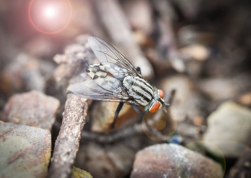 Mosca dell'insetto immagine stock. Immagine di bevanda - 96589231