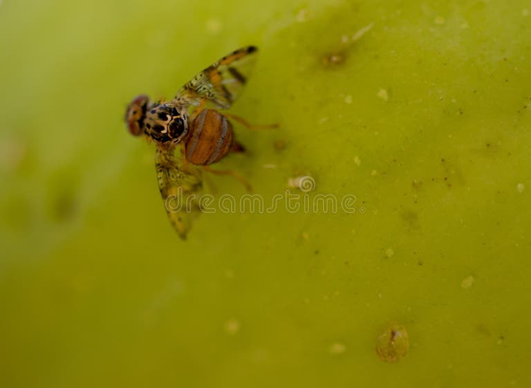 Mosca Della Frutta Sulla Pera Fotografia Stock - Immagine di ...