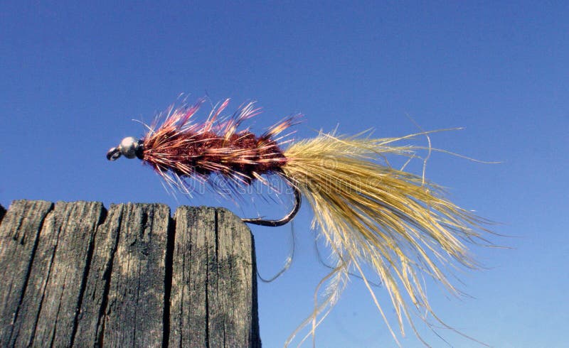 Mosca della trota. fotografia stock. Immagine di getto - 216948