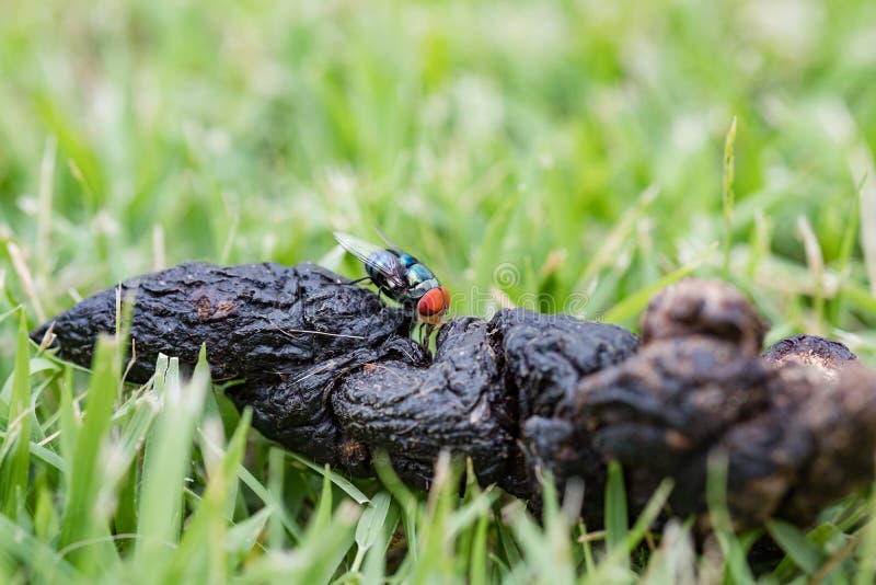 Merda E Mosca Di Cane In Erba Verde Immagine Stock - Immagine di sporco ...