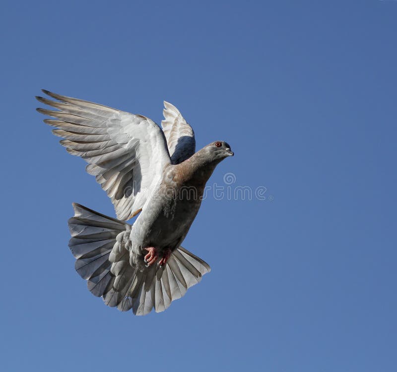 Único Pombo Branco (pomba) No Ninho Da Caixa De Madeira No Canto Com ...