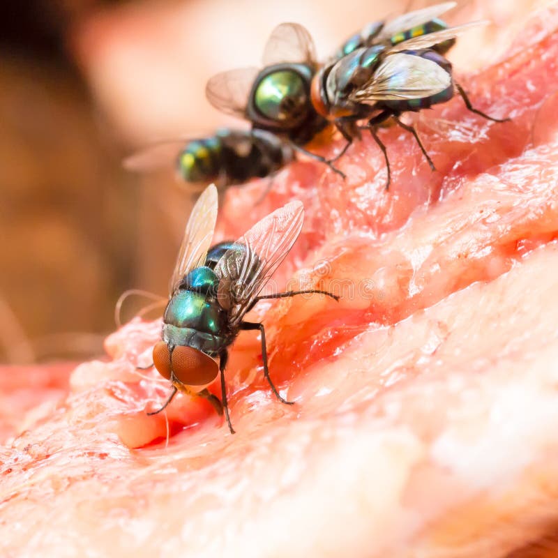 Mosca doméstica verde imagen de archivo. Imagen de mosca - 24724733