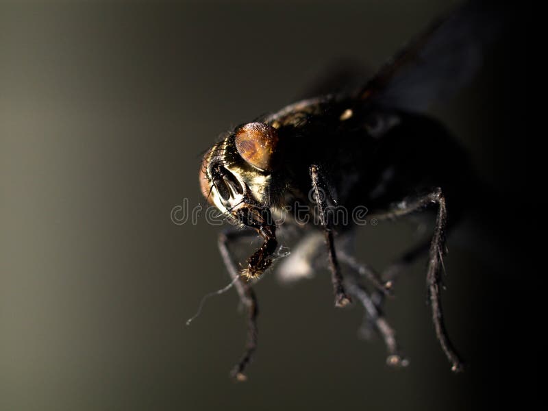 Mosca en obscuridad foto de archivo. Imagen de cuadro - 19867704