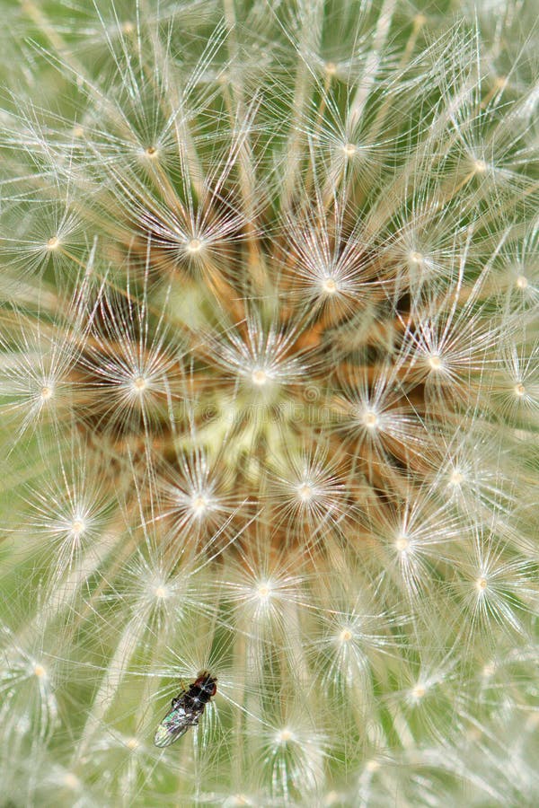 Mosca en un diente de león foto de archivo. Imagen de verde - 115951954