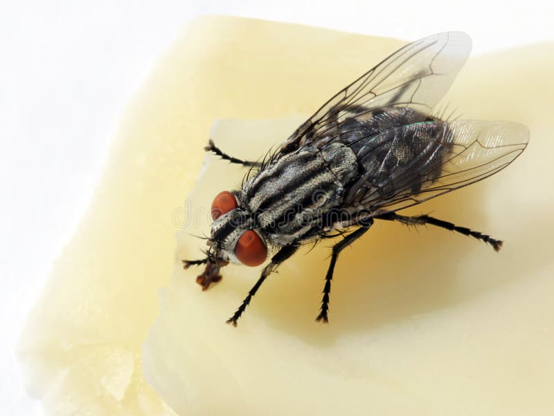 Mosca en un queso imagen de archivo. Imagen de detalle - 32788545
