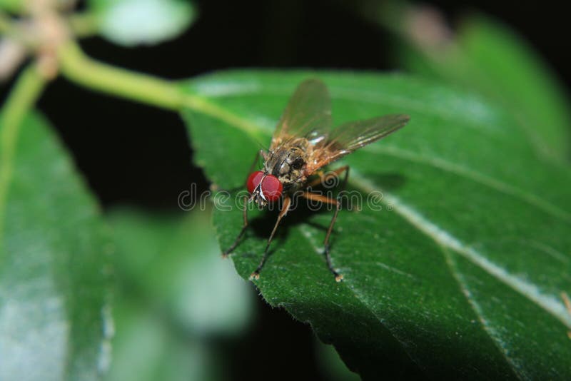 351 Mosca Con Los Ojos Rojos Fotos de stock - Fotos libres de regalías ...