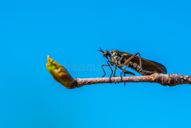 Mosca fea foto de archivo. Imagen de insecto, primer - 47730668