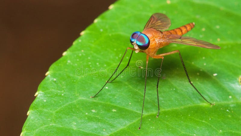 Insecto De La Selva Tropical Foto de archivo - Imagen de alas, piernas ...