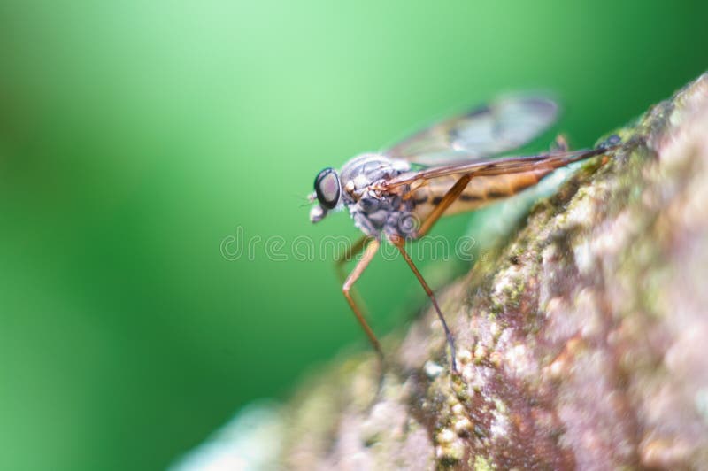 Mosca macra foto de archivo. Imagen de animal, piernas - 14856666