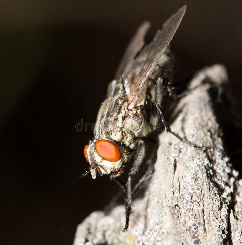 Mosca Macro fotografia stock. Immagine di animale, disturbo - 104472720