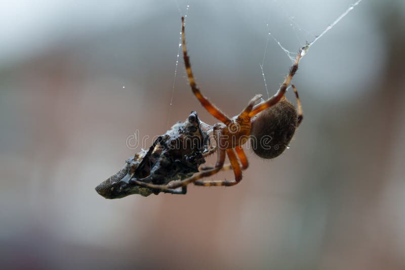 A Mosca Manchada De Weaver Spider Eating Spotted Lantern Da Esfera ...