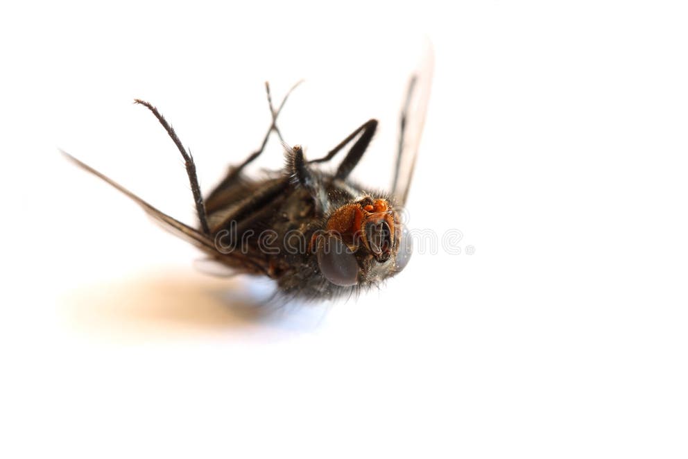 Mosca muerta foto de archivo. Imagen de piernas, pelos - 10757224