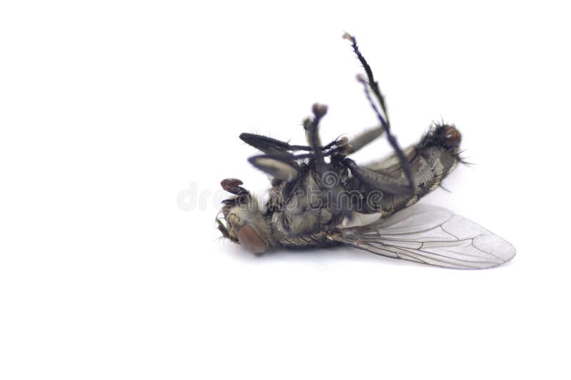 Mosca muerta foto de archivo. Imagen de muerte, matado, mosca - 13892