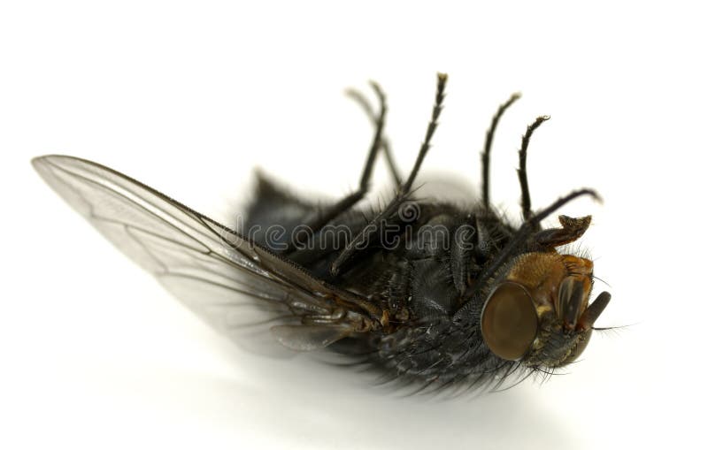 Mosca Muerta imagen de archivo. Imagen de criatura, arrastre - 3106595