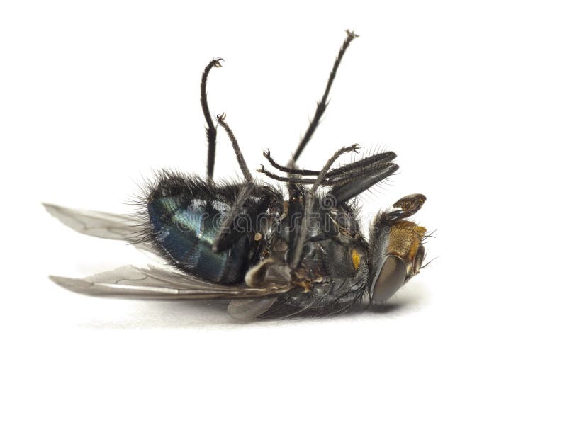 Mosca muerta imagen de archivo. Imagen de insecto, muerto - 6819263