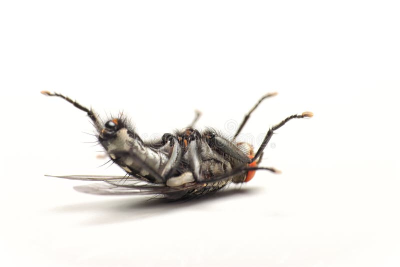 Mosca muerta imagen de archivo. Imagen de fondo, primer - 188794215