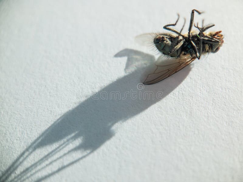 Mosca muerta en el blanco imagen de archivo. Imagen de danza - 137030937