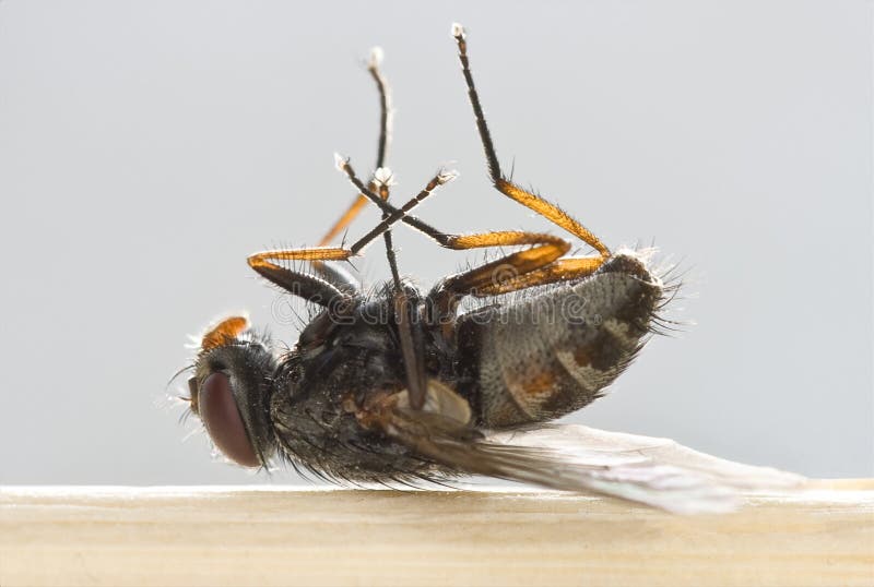 Mosca muerta - macro imagen de archivo. Imagen de cierre - 21864769