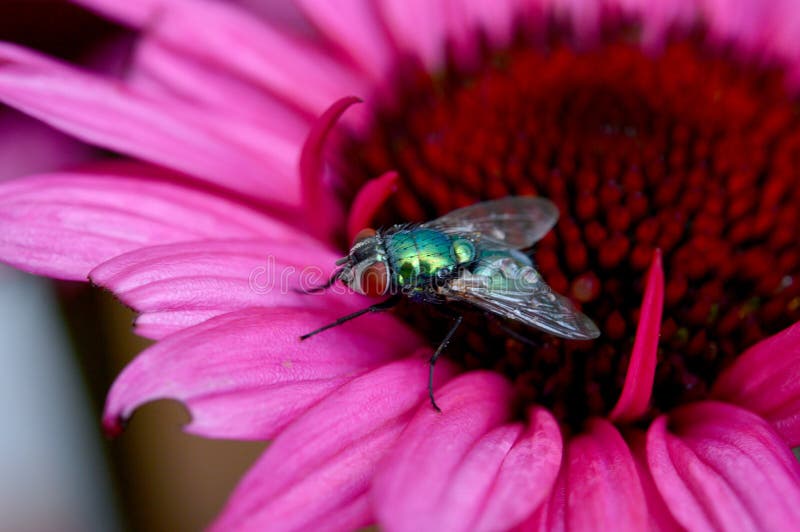 Mosca na flor imagem de stock. Imagem de inseto, mosca - 102581093