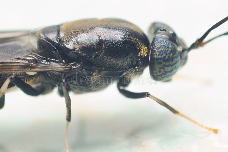 Illucens Negros De Hermetia De La Especie De La Mosca Del Soldado ...
