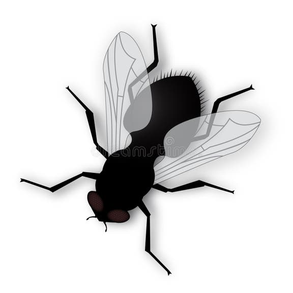 Mosca Nera/moscone Azzurro Della Carne Illustrazione di Stock ...