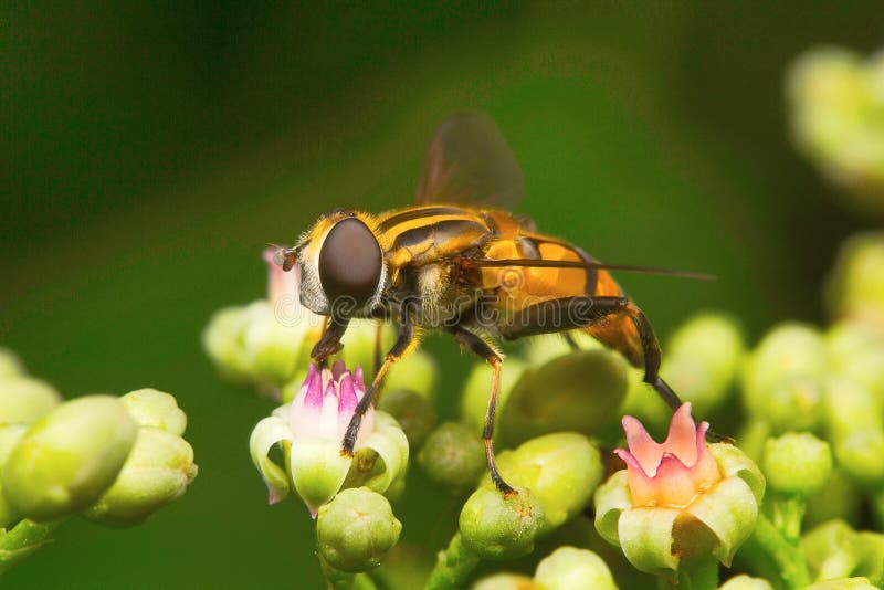 Mosca, No Identificada, Colonia De La Leche De Aarey, La INDIA Imagen ...