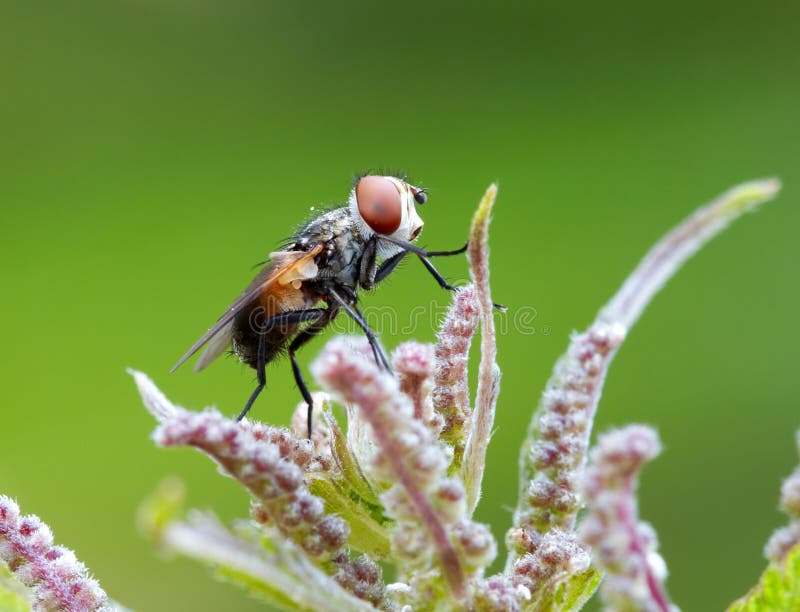 Mosca de ojos rojos imagen de archivo. Imagen de verano - 3726263