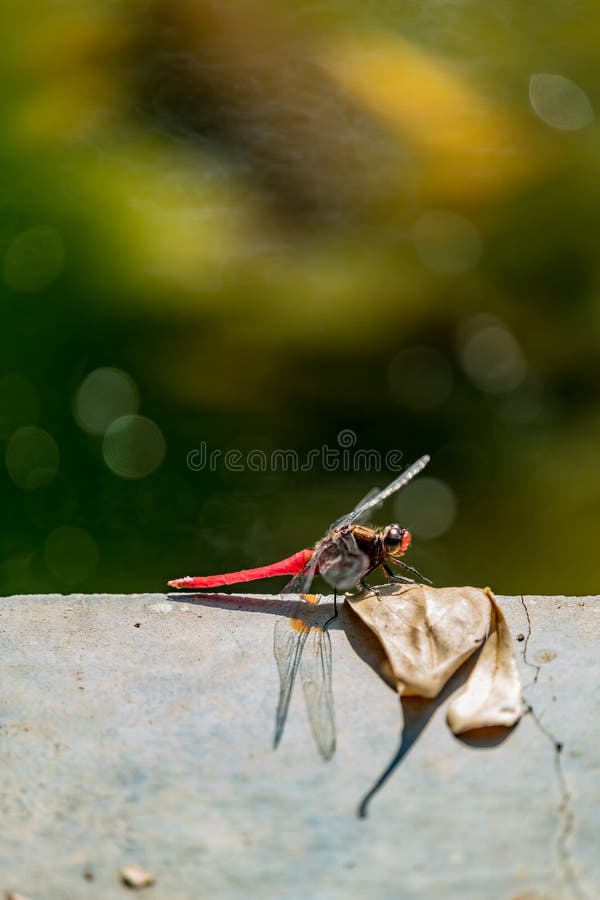 Mosca rossa del drago immagine stock. Immagine di animale - 117279719