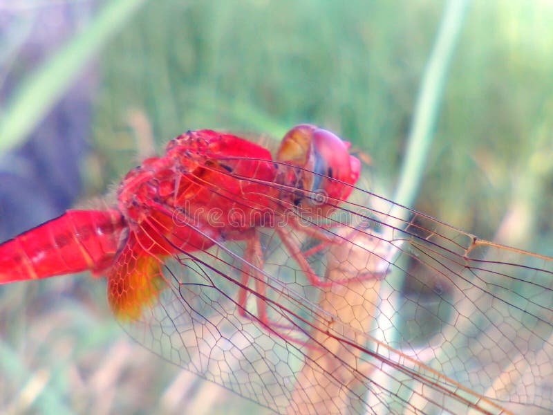 Mosca rossa del drago immagine stock. Immagine di animale - 117279719