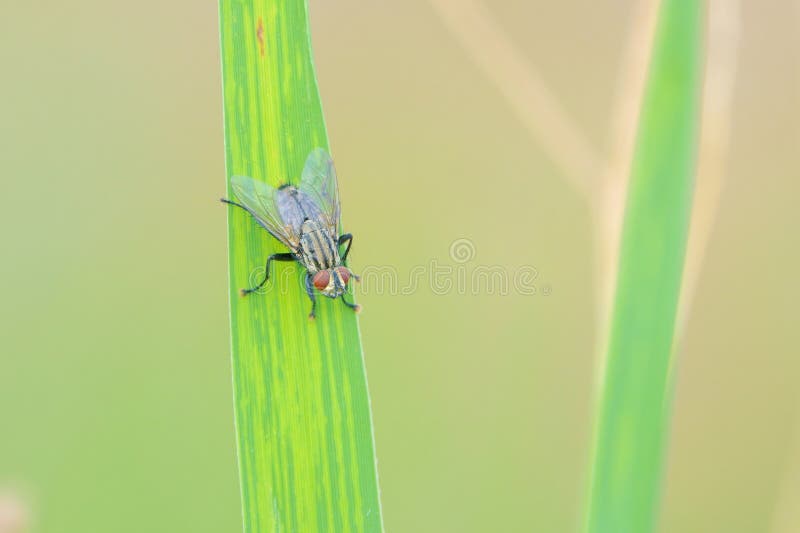 Mosca sarcófago foto de archivo. Imagen de fauna, cubo - 271847680
