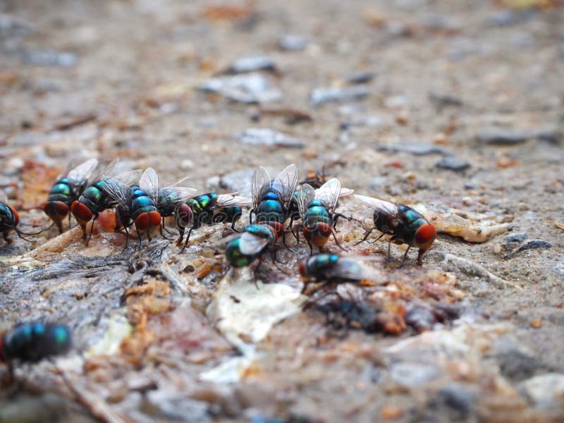 Muchas De Las Moscas Fotos - Libres de Derechos y Gratuitas de Dreamstime