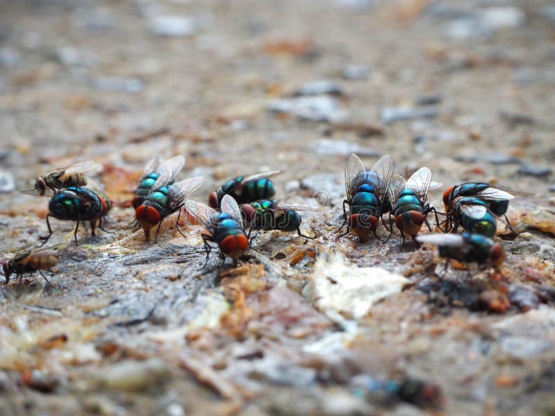 Muchas De Las Moscas Fotos - Libres de Derechos y Gratuitas de Dreamstime