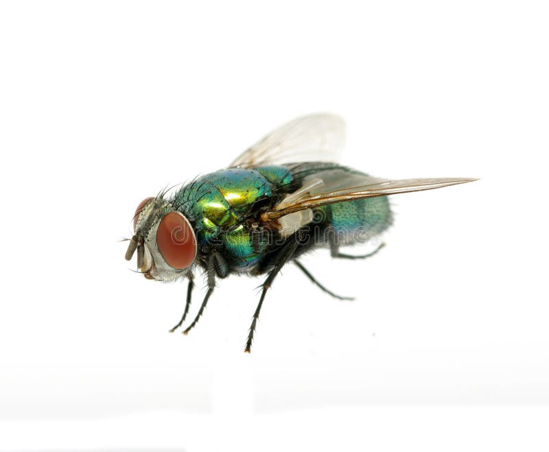 Mosca verde imagen de archivo. Imagen de dorado, color - 16986629