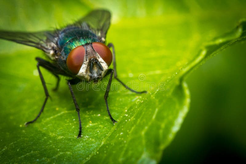 Mosca Verde Comum Do Frasco Foto de Stock - Imagem de animal, seletivo ...