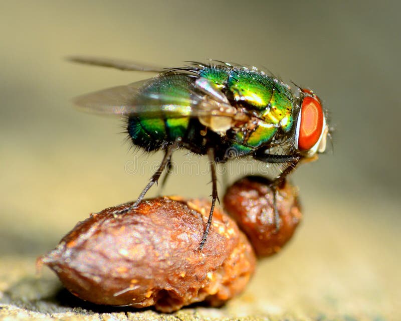 Mosca verde de la botella imagen de archivo. Imagen de micro - 32560085