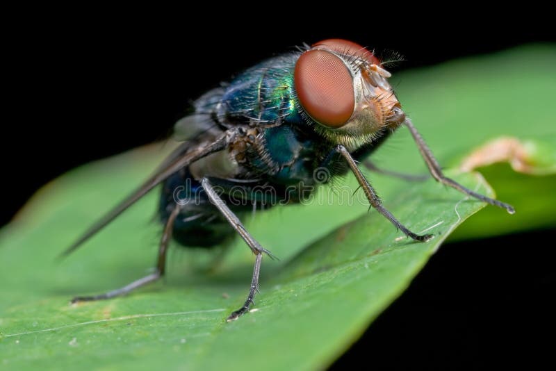 Mosca verde do frasco foto de stock. Imagem de folha - 10719252