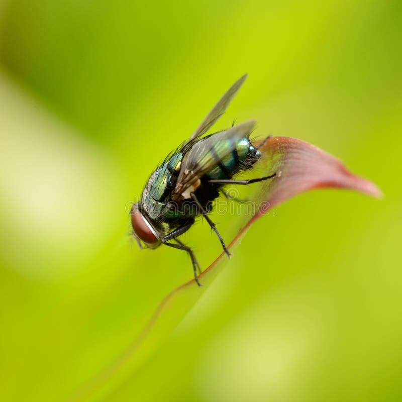 Mosca verde do frasco imagem de stock. Imagem de macro - 22748771