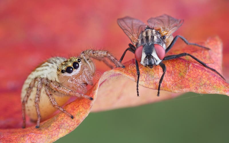 Ragno Di Salto Con Le Zanne in Mosca Fotografia Stock - Immagine di ...