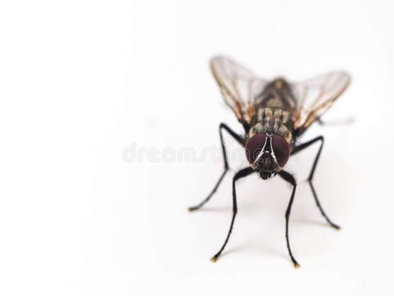 Vista Frontale Della Fine Della Mosca Comune Su Su Briciolo Fotografia ...