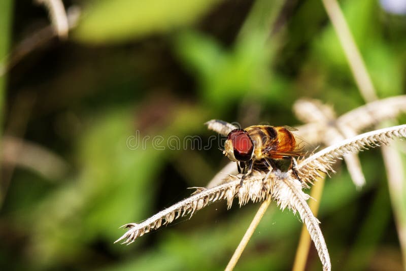 Mosca-voadora Mosca-azul Ou Mosca-aglomerada Numa Flor De Erva-marrom ...