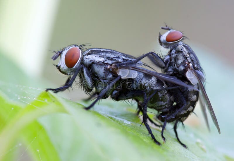 Moscas imagen de archivo. Imagen de insecto, copiado - 23974957