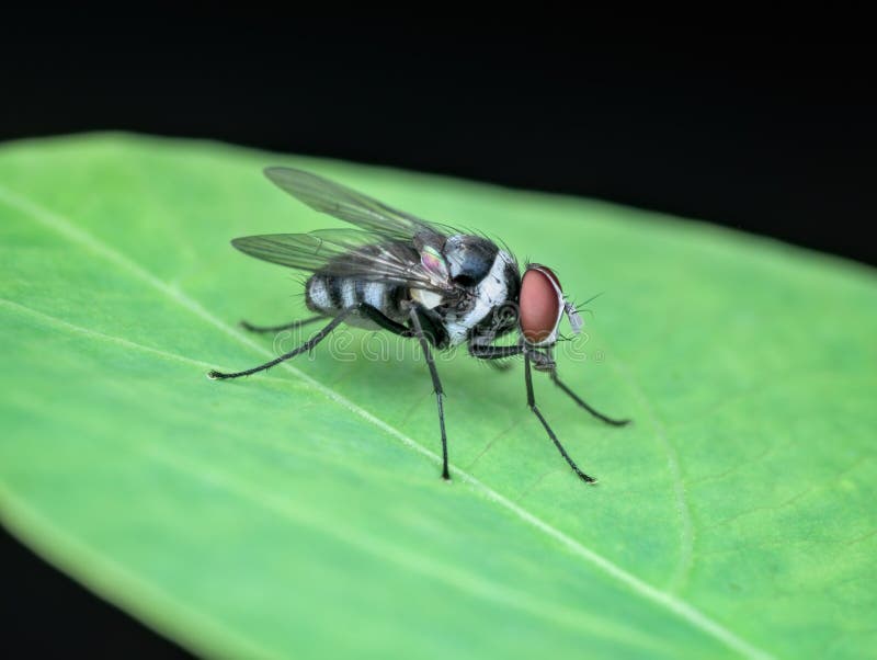 Moscas Con Cuerpos a Rayas Sobre Hojas Foto de archivo - Imagen de ...